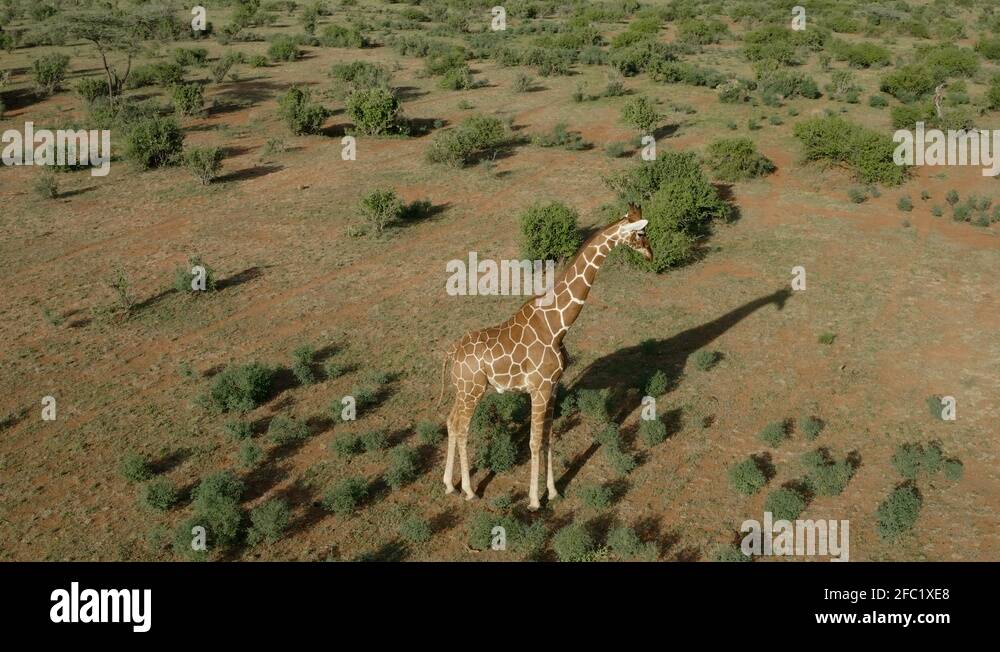 Tall african animal Stock Videos & Footage - HD and 4K Video Clips - Alamy