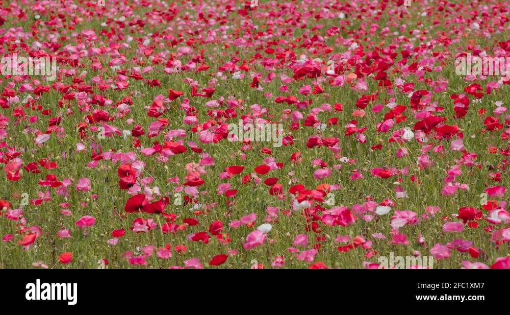 Flower poppy color floral bloom blossom Stock Videos & Footage - HD and ...