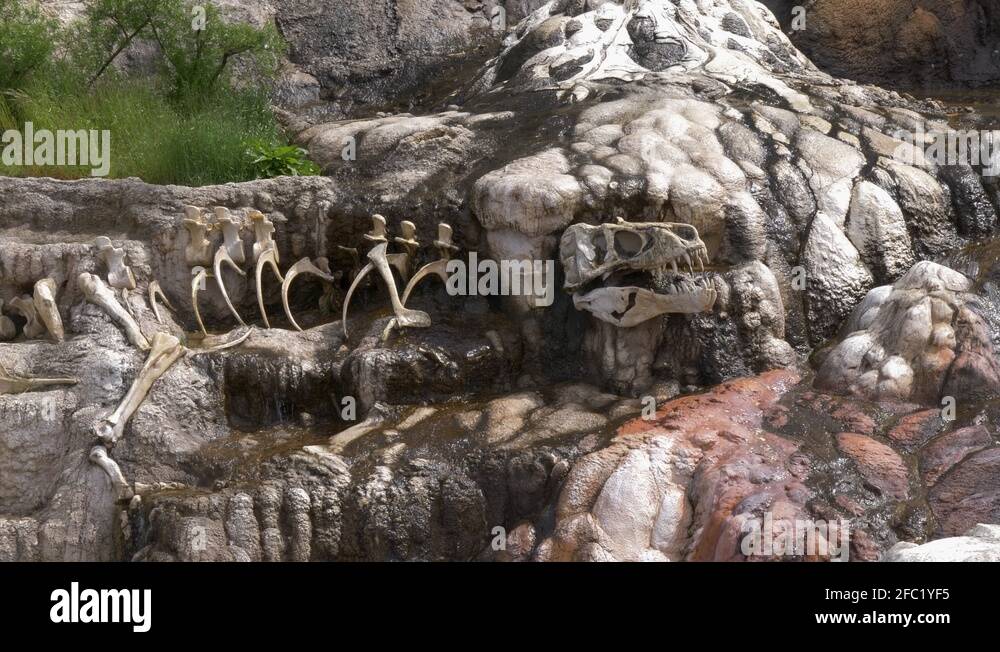 Large dinosaur bones Stock Videos & Footage - HD and 4K Video Clips - Alamy