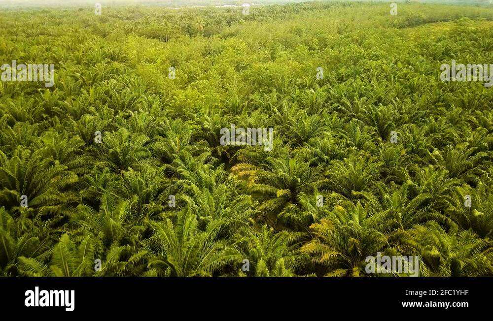 Palm oil indonesia port Stock Videos & Footage - HD and 4K Video Clips ...