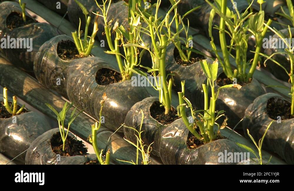 Plants growing plastic bottles Stock Videos & Footage - HD and 4K Video ...