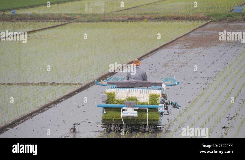Farmer planting rice seedlings in paddy field with machine,Shikoku ...