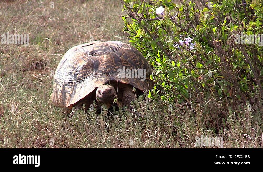 Tortoise markings Stock Videos & Footage - HD and 4K Video Clips - Alamy