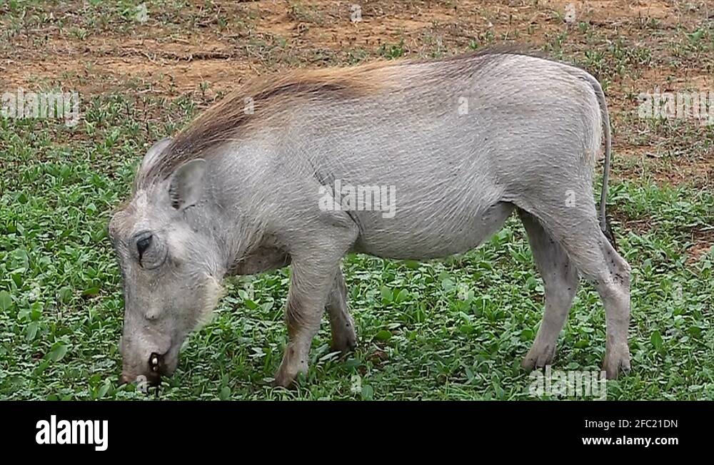 Riffling Stock Videos & Footage - HD and 4K Video Clips - Alamy