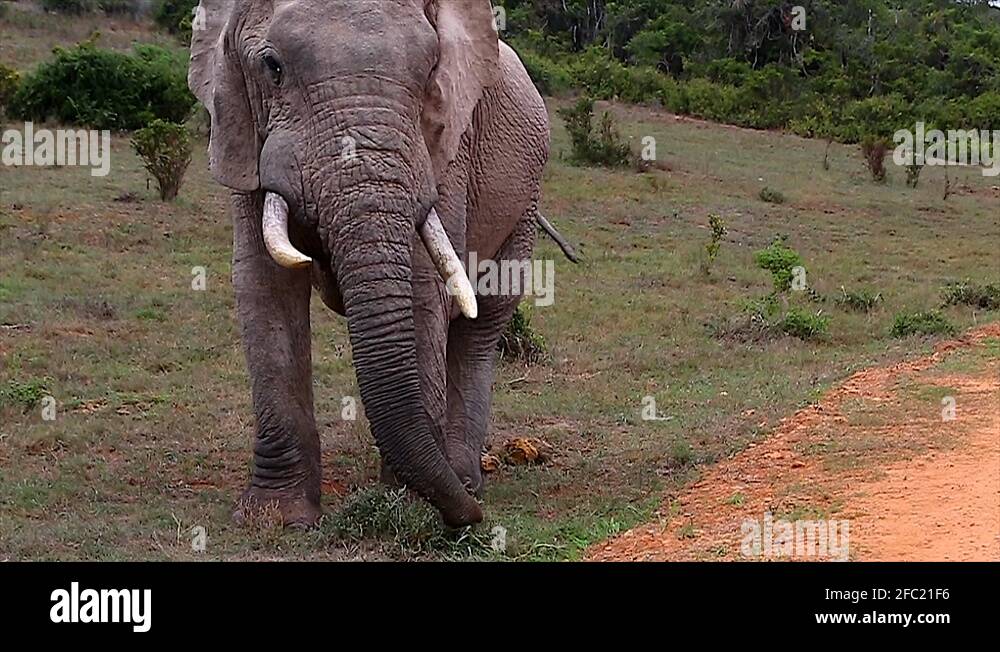Elephant defecating Stock Videos & Footage - HD and 4K Video Clips - Alamy
