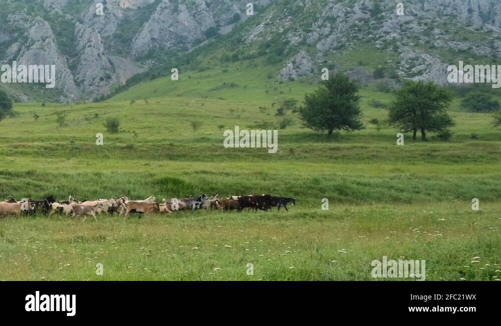 Sheep moving from left to right on meadow towards two trees Stock Video ...