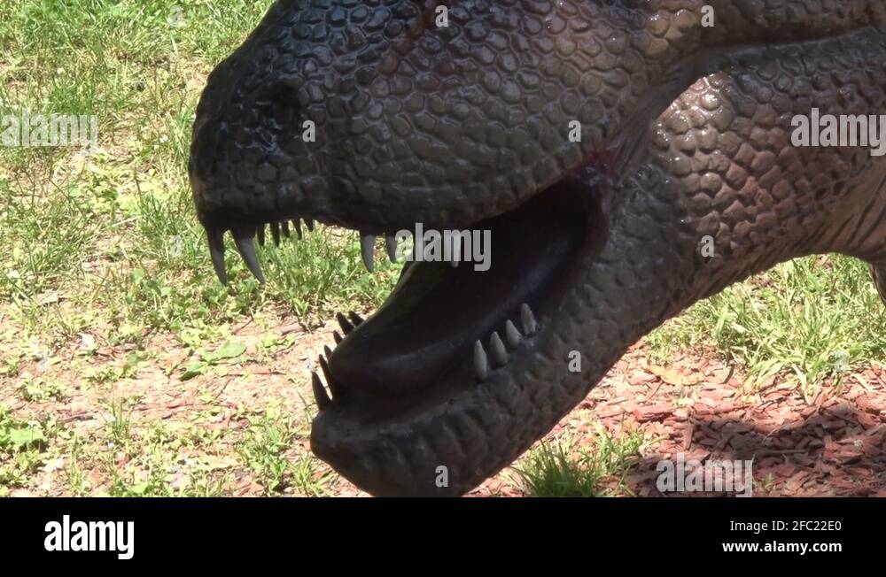 Parasaurolophus teeth Stock Videos & Footage - HD and 4K Video Clips ...