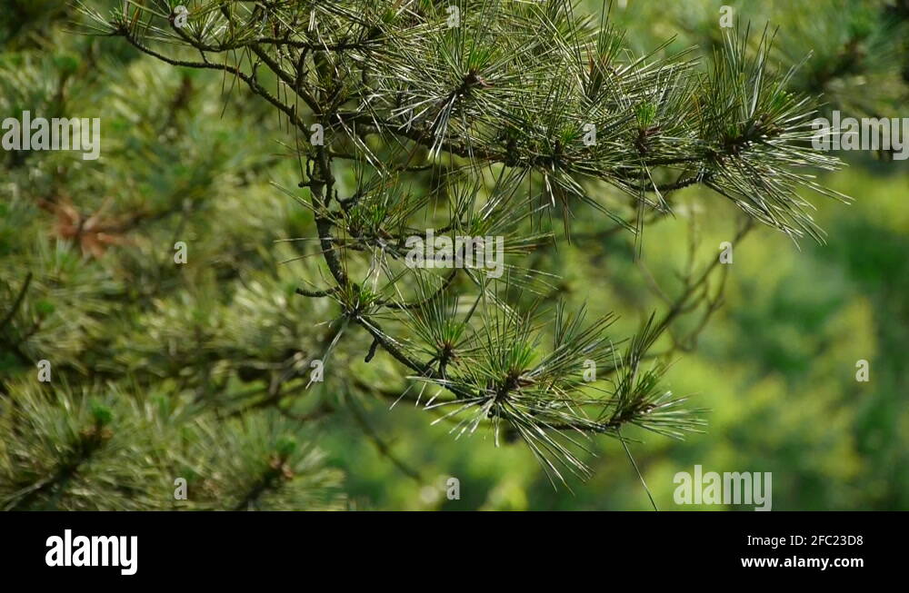 Pine weeds Stock Videos & Footage - HD and 4K Video Clips - Alamy