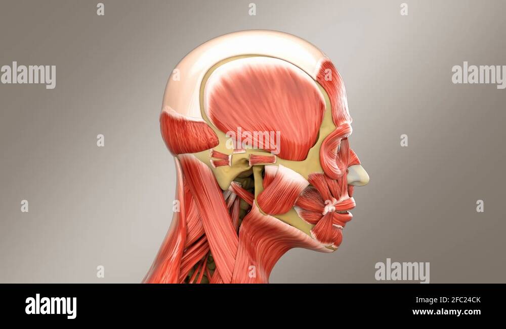 Human muscles of skull Stock Videos & Footage - HD and 4K Video Clips ...