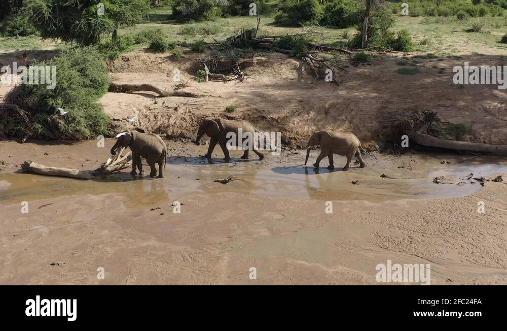 Elephants kenya birds Stock Videos & Footage - HD and 4K Video Clips ...