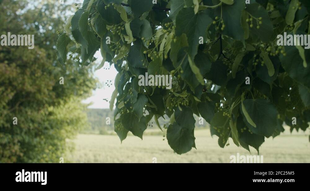 Linden tree seeds Stock Videos & Footage - HD and 4K Video Clips - Alamy