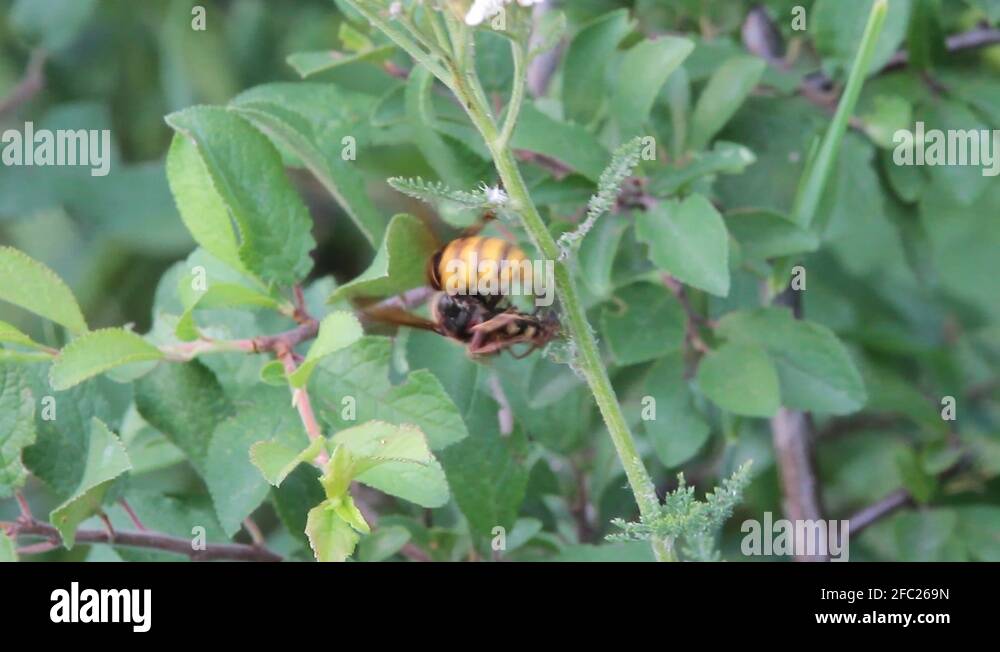 Insect thorax Stock Videos & Footage - HD and 4K Video Clips - Alamy