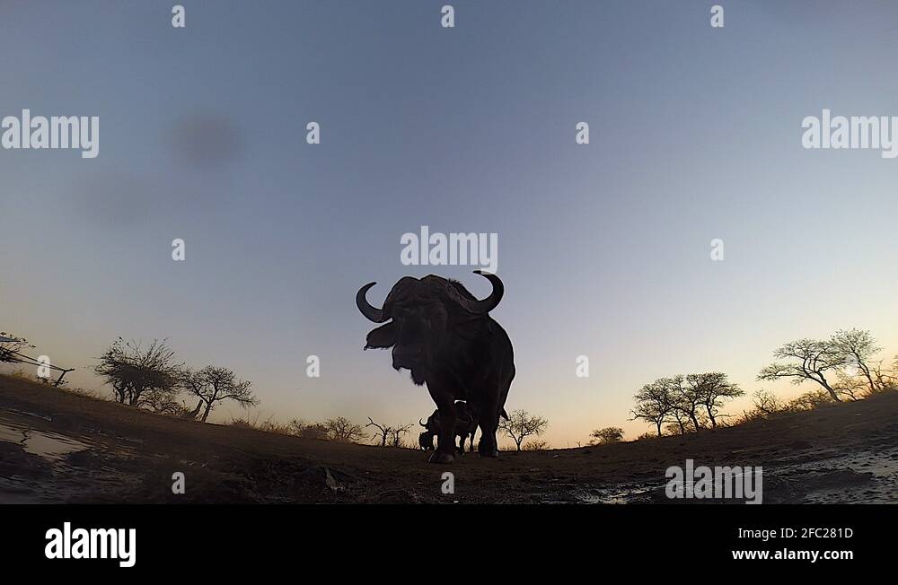Ground view of Cape Buffalo coming to drink, silhouetted in the late ...
