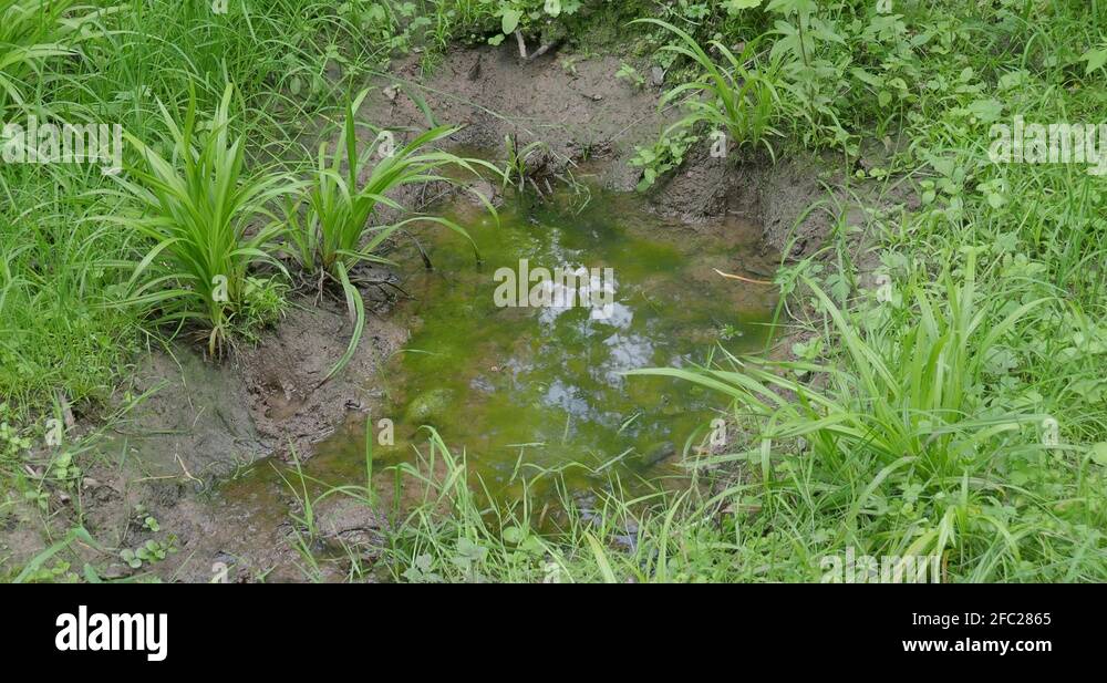 Ground water forest Stock Videos & Footage - HD and 4K Video Clips - Alamy