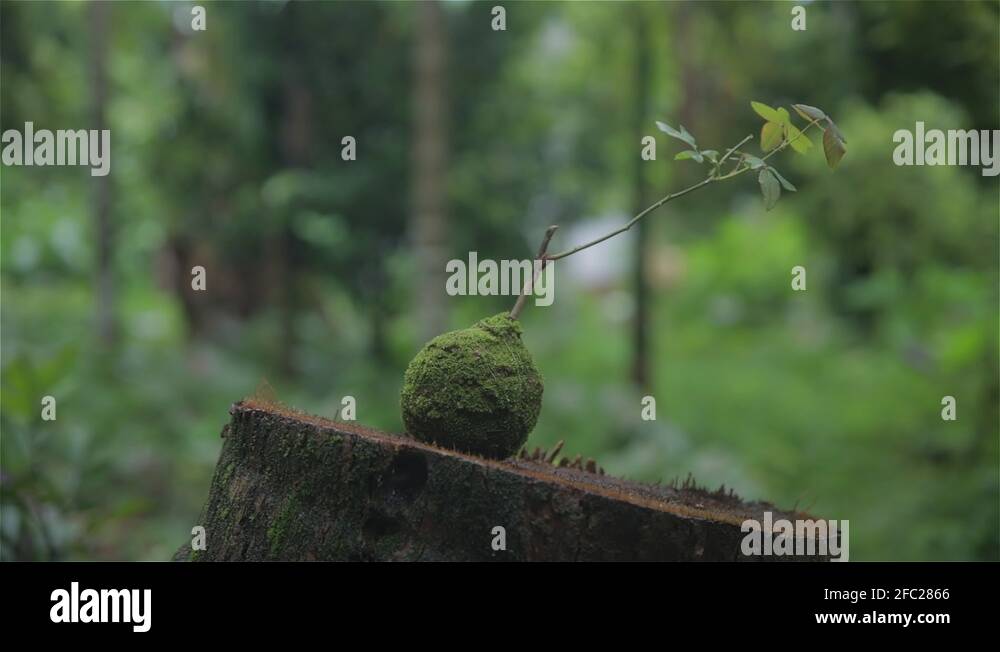 Creation rose Stock Videos & Footage - HD and 4K Video Clips - Alamy