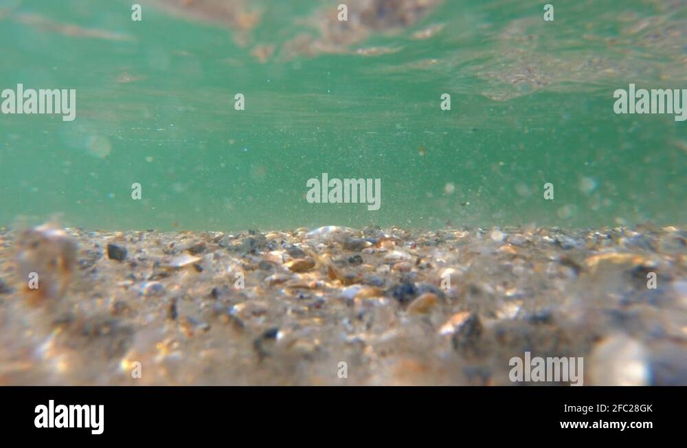 Sea shell surface texture Stock Videos & Footage - HD and 4K Video ...