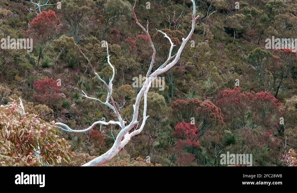 Trees fauna Stock Videos & Footage - HD and 4K Video Clips - Alamy