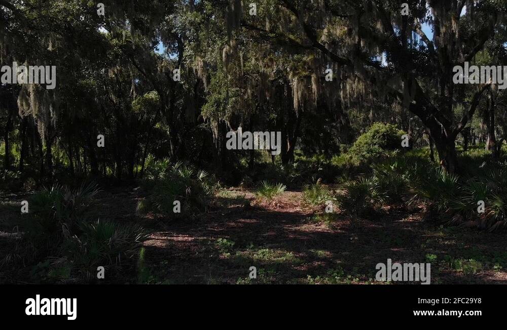 Live oak trees Stock Videos & Footage - HD and 4K Video Clips - Alamy