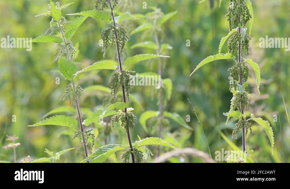 Nettle plant food Stock Videos & Footage - HD and 4K Video Clips - Alamy
