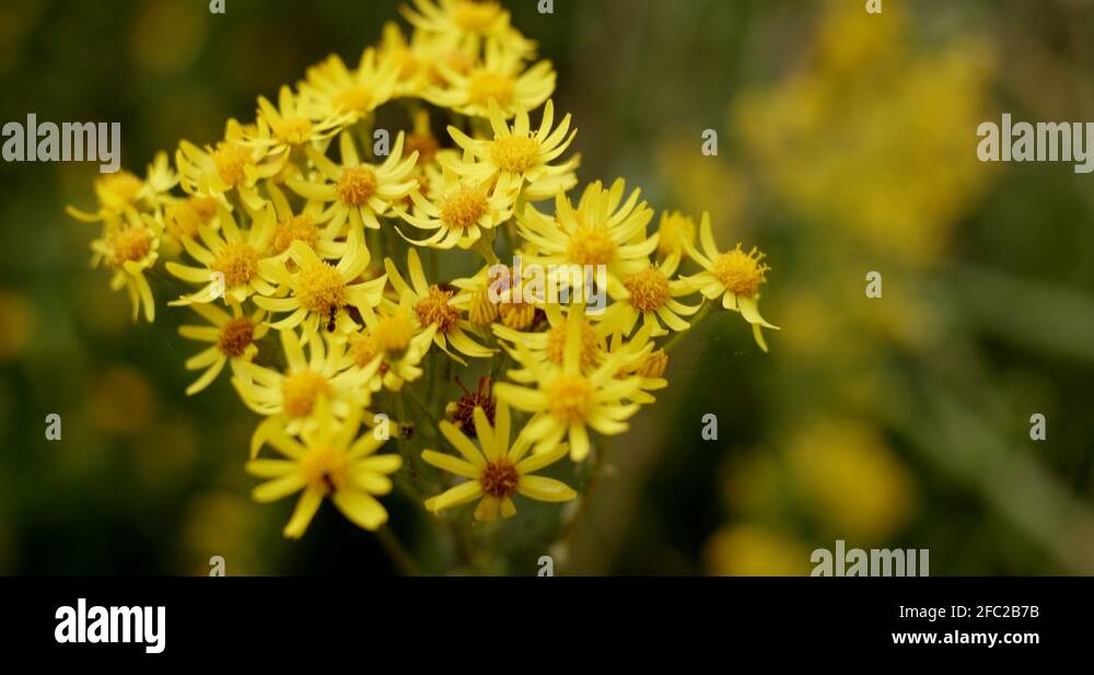 Stinking flower Stock Videos & Footage - HD and 4K Video Clips - Alamy