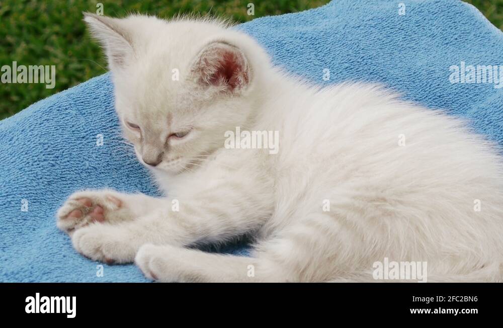 Kitten falling Stock Videos & Footage - HD and 4K Video Clips - Alamy