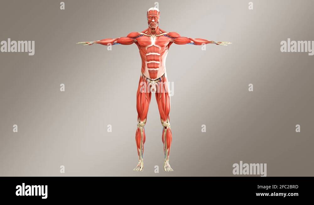 Muscle man human male anatomy Stock Videos & Footage - HD and 4K Video ...