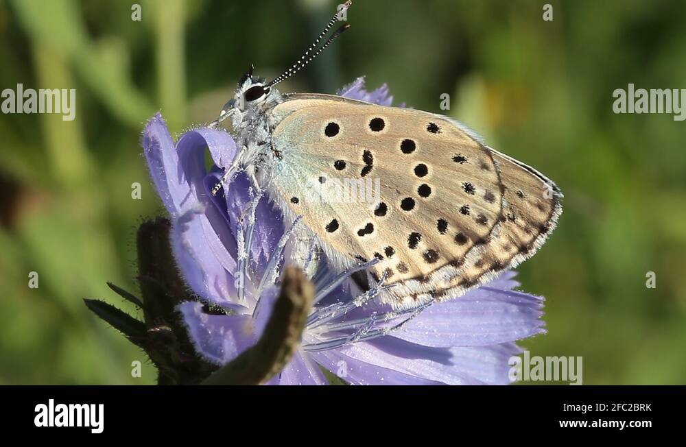 Phengaris ( Maculinea ) alcon / alcon blue butterfly Stock Video ...
