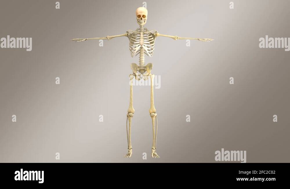 Human Male Anatomy - Skeleton With Muscle System Fading In Stock Video ...