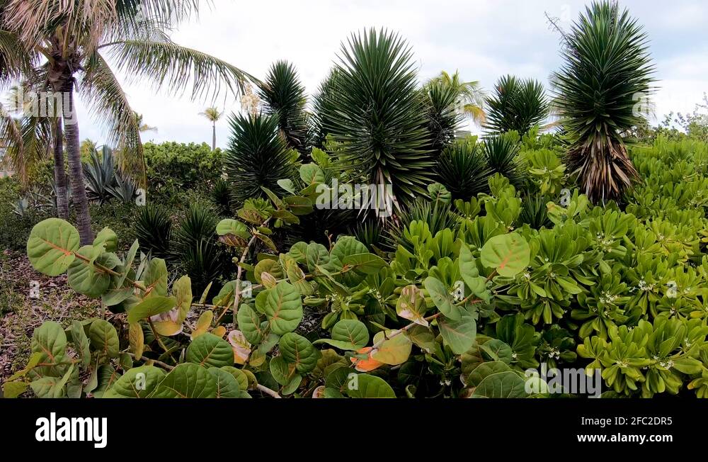 Yucca cactus Stock Videos & Footage - HD and 4K Video Clips - Alamy