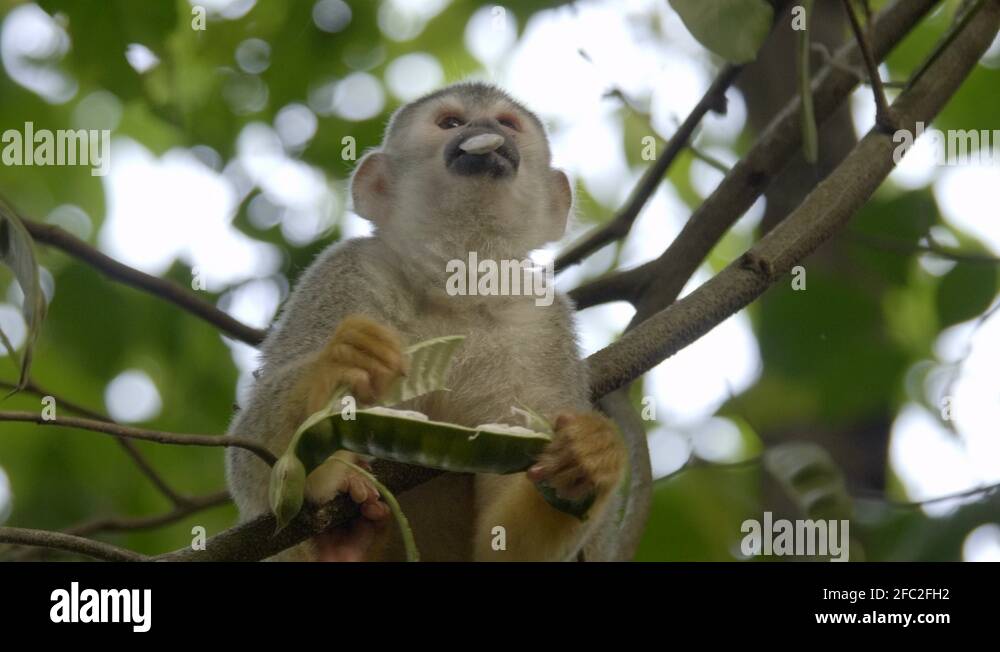 Monkey bean tree Stock Videos & Footage - HD and 4K Video Clips - Alamy