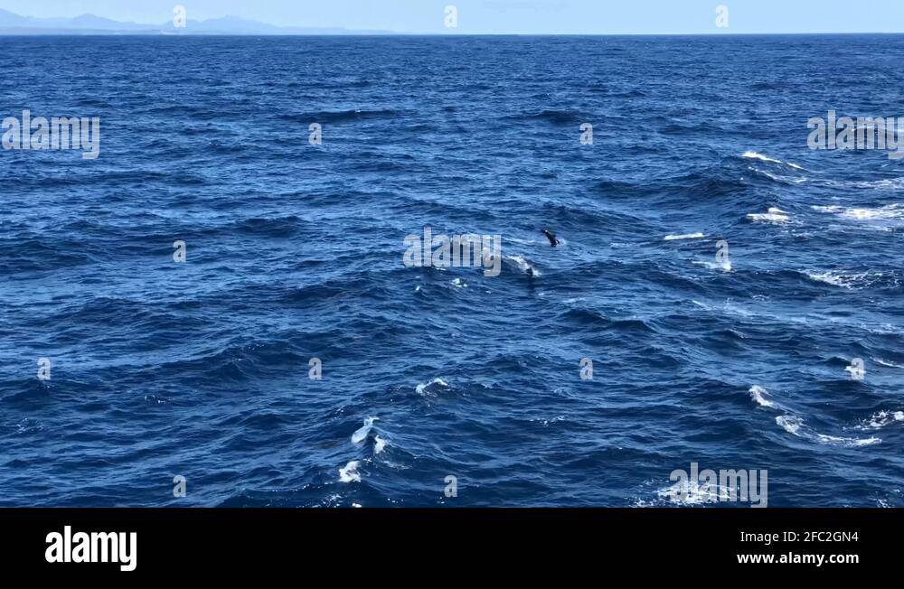 Dolphin in its habitat Stock Videos & Footage - HD and 4K Video Clips ...