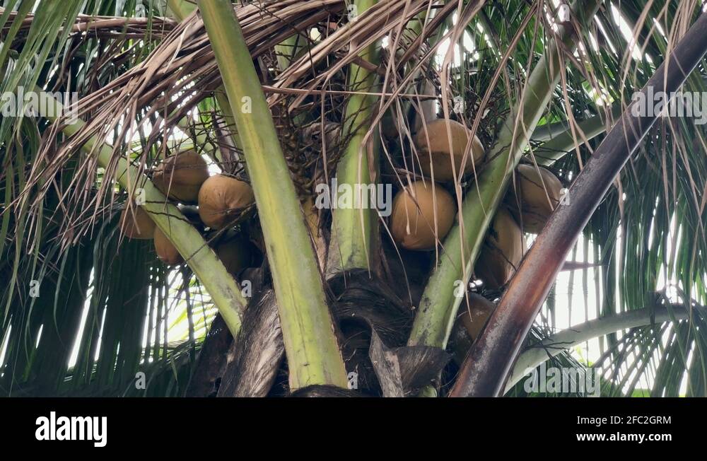 Island coconut tree Stock Videos & Footage - HD and 4K Video Clips - Alamy