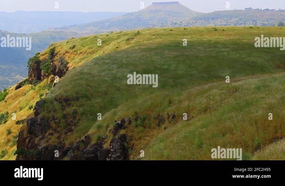 Wind grass Stock Videos & Footage - HD and 4K Video Clips - Alamy