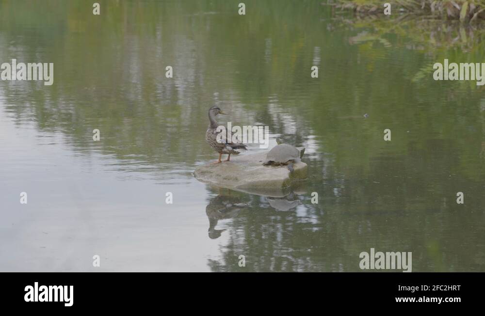 Duck and turtle Stock Videos & Footage - HD and 4K Video Clips - Alamy