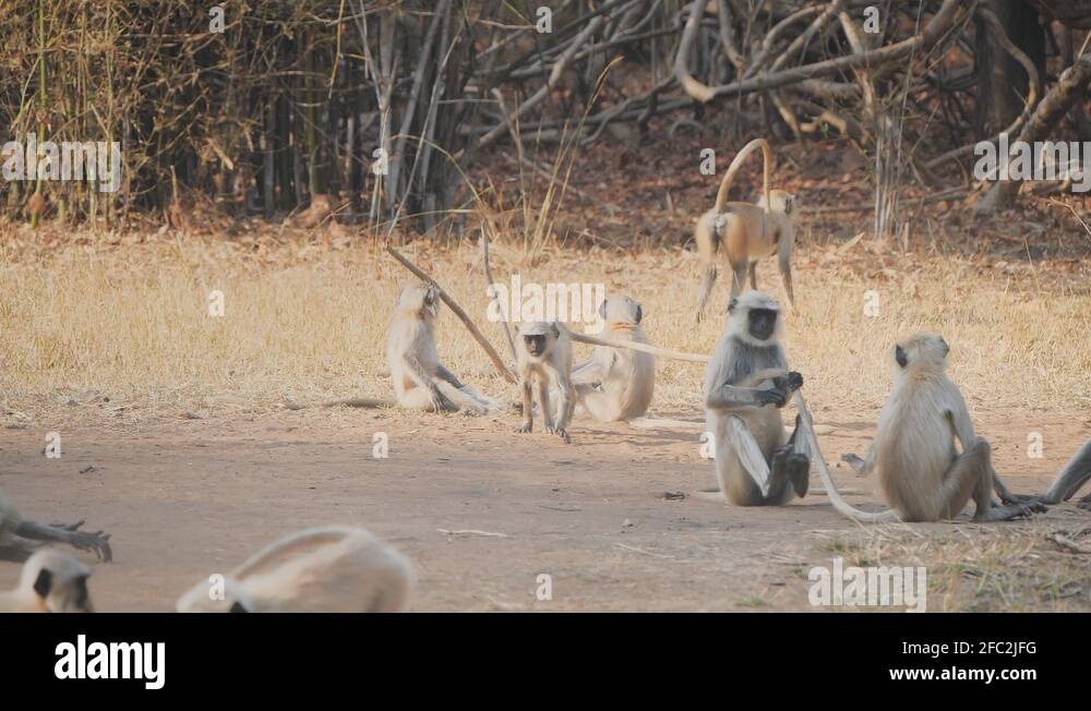 Pulling its tail Stock Videos & Footage - HD and 4K Video Clips - Alamy