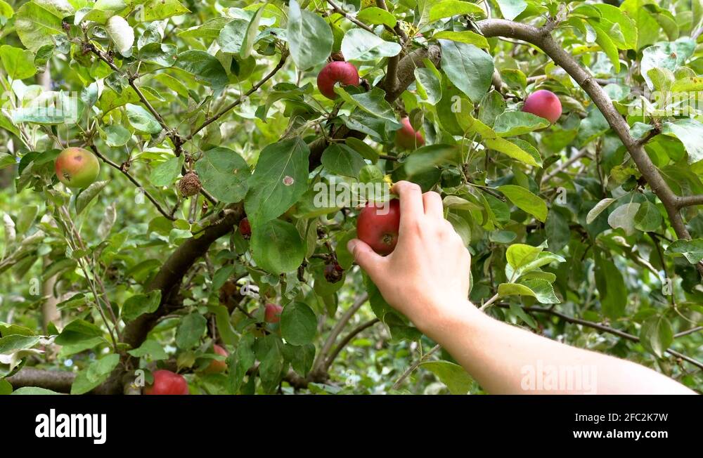 Hand picking apple fruit Stock Videos & Footage - HD and 4K Video Clips ...
