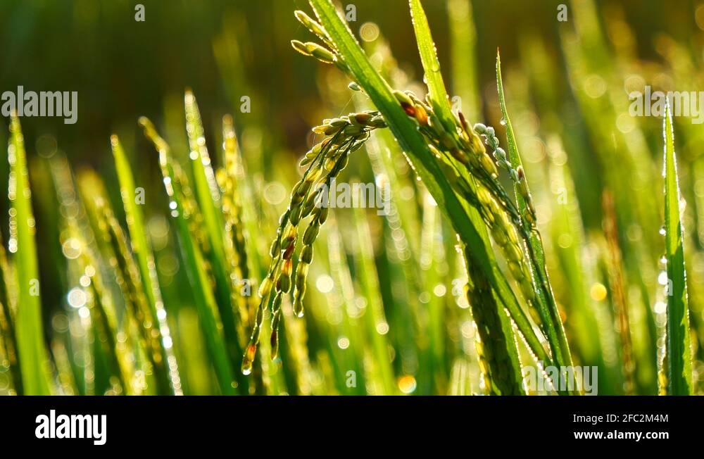 Paddy ecosystem Stock Videos & Footage - HD and 4K Video Clips - Alamy