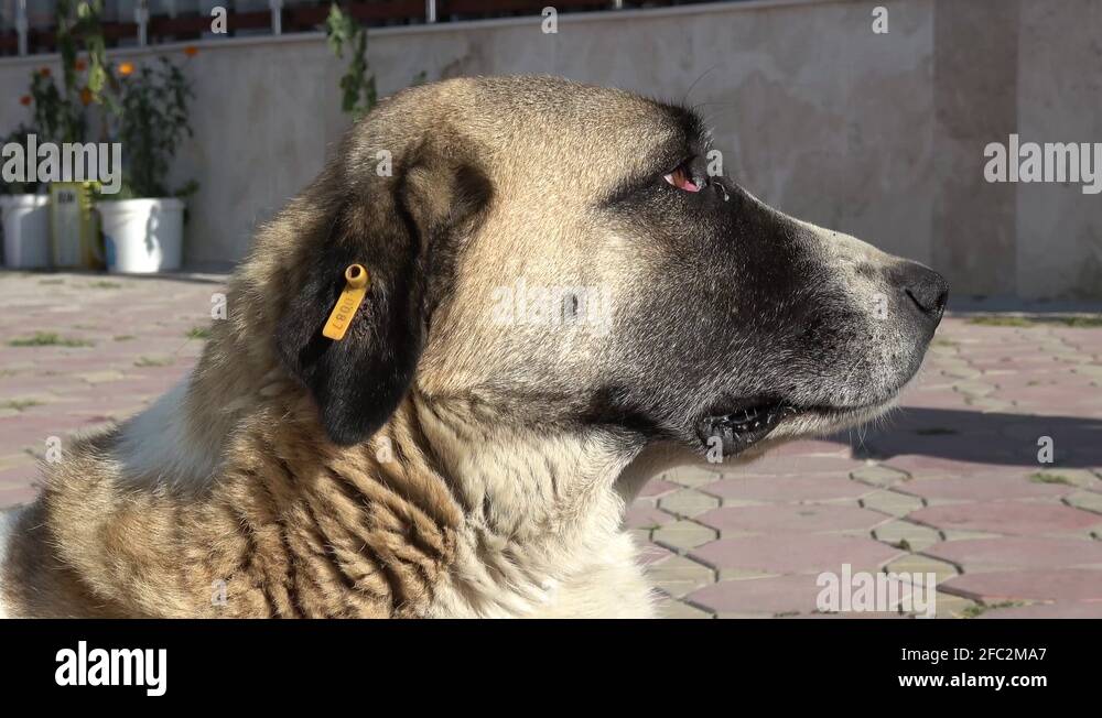 Kangal dog portrait Stock Videos & Footage - HD and 4K Video Clips - Alamy