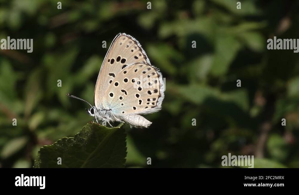 Phengaris ( Maculinea ) alcon / alcon blue butterfly Stock Video ...