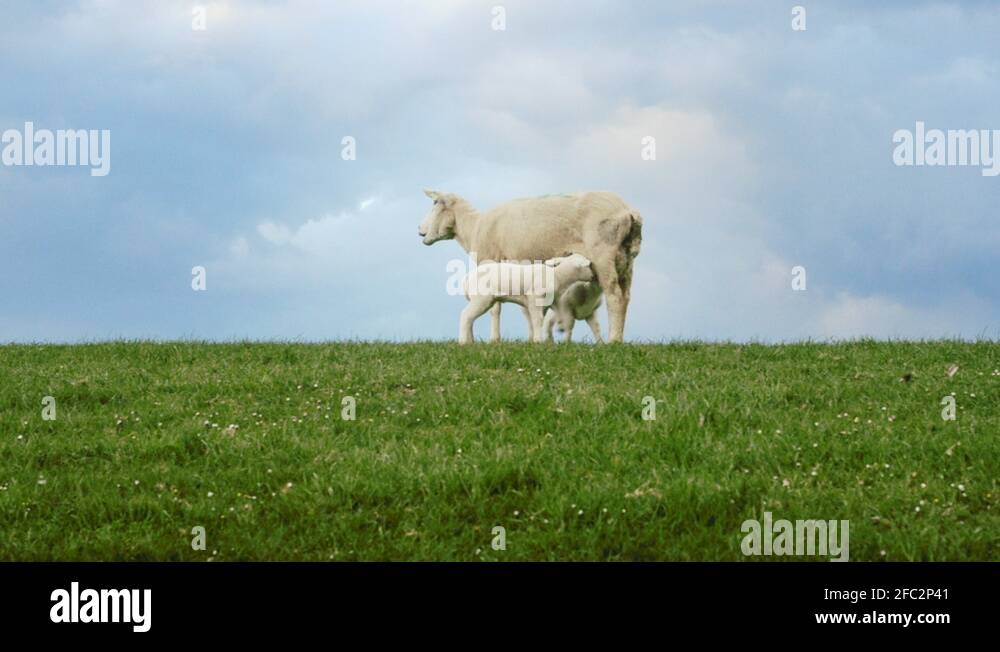 Purebred sheep Stock Videos & Footage - HD and 4K Video Clips - Alamy
