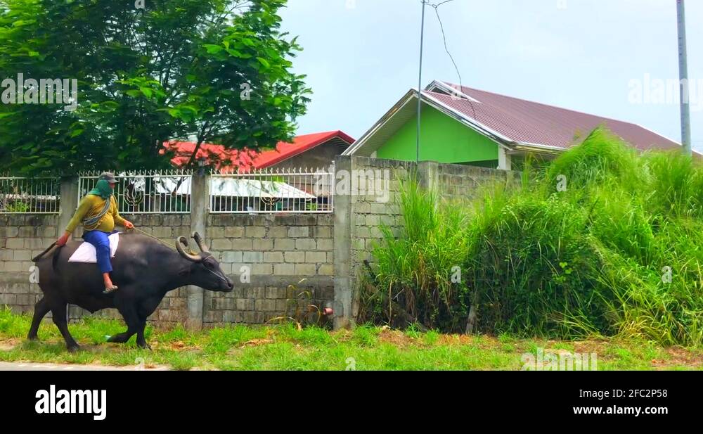 Kalabaw Stock Videos & Footage - HD and 4K Video Clips - Alamy