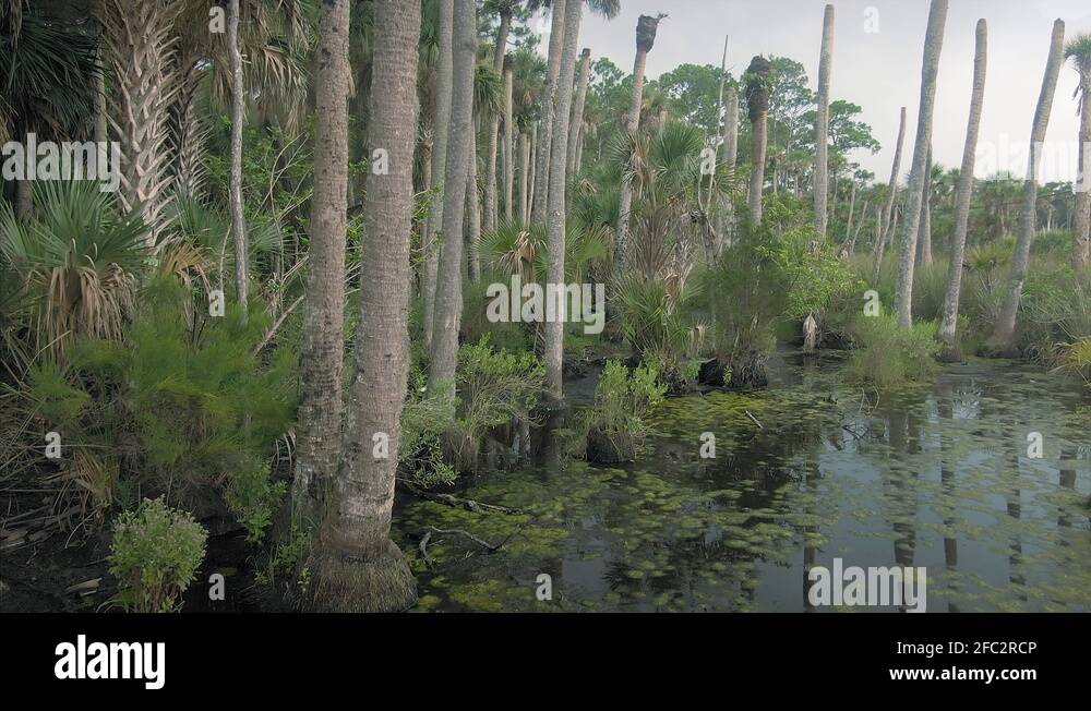 Florida marsh palm trees Stock Videos & Footage - HD and 4K Video Clips ...