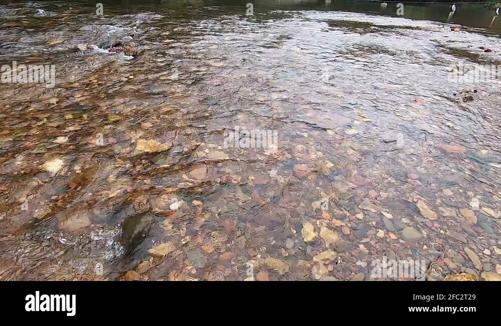 The stream in shallow water Stock Videos & Footage - HD and 4K Video ...
