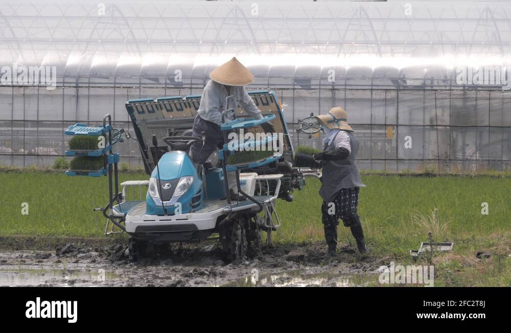 Loading rice Stock Videos & Footage - HD and 4K Video Clips - Alamy
