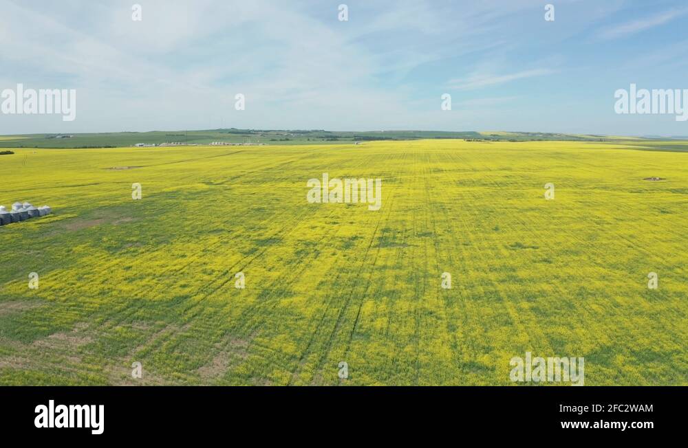 Canola oils Stock Videos & Footage - HD and 4K Video Clips - Alamy