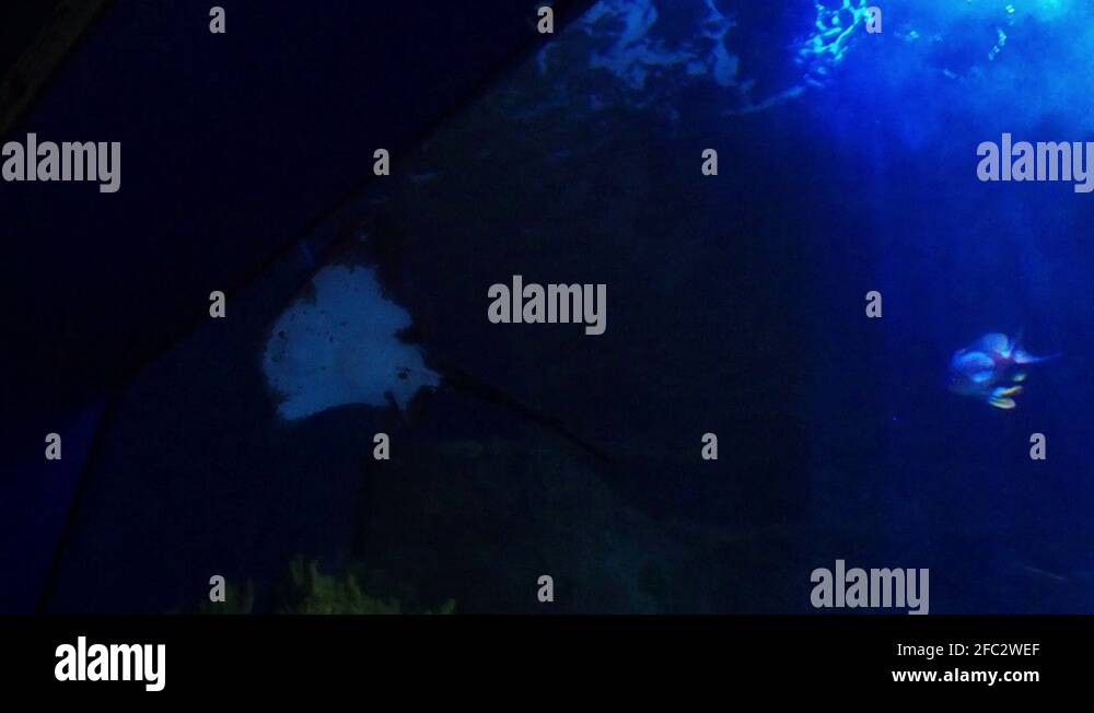 Stingray swimming Stock Videos & Footage - HD and 4K Video Clips - Alamy