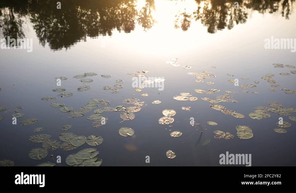 Pond trees reflection water sunset sky silhouette Stock Videos ...