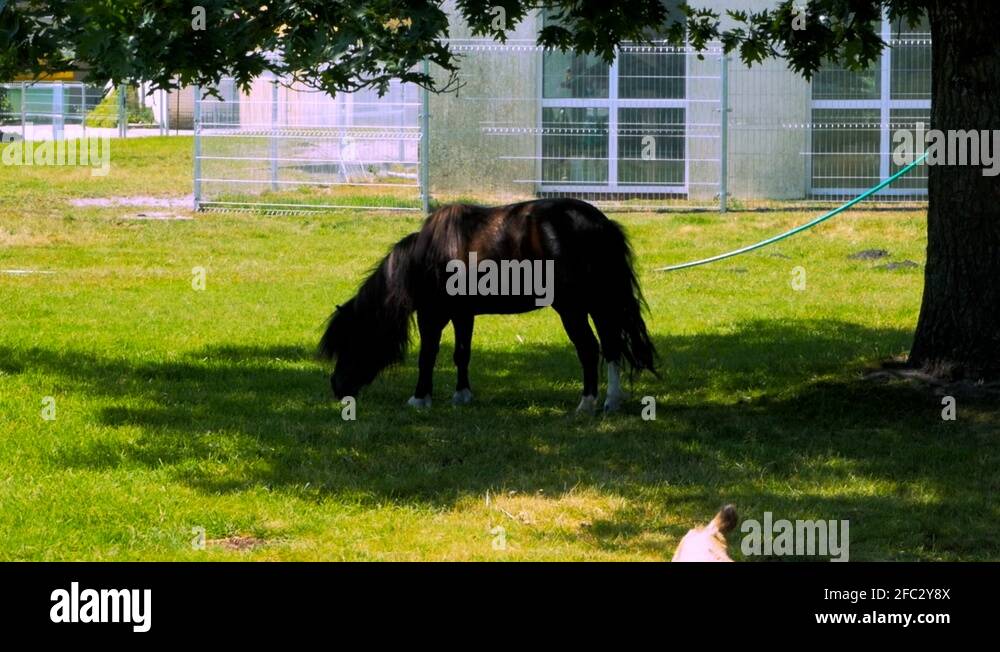 Pony under tree Stock Videos & Footage - HD and 4K Video Clips - Alamy