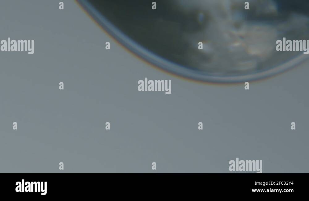 White transparent fluid with small crystals inside dripping slowly ...