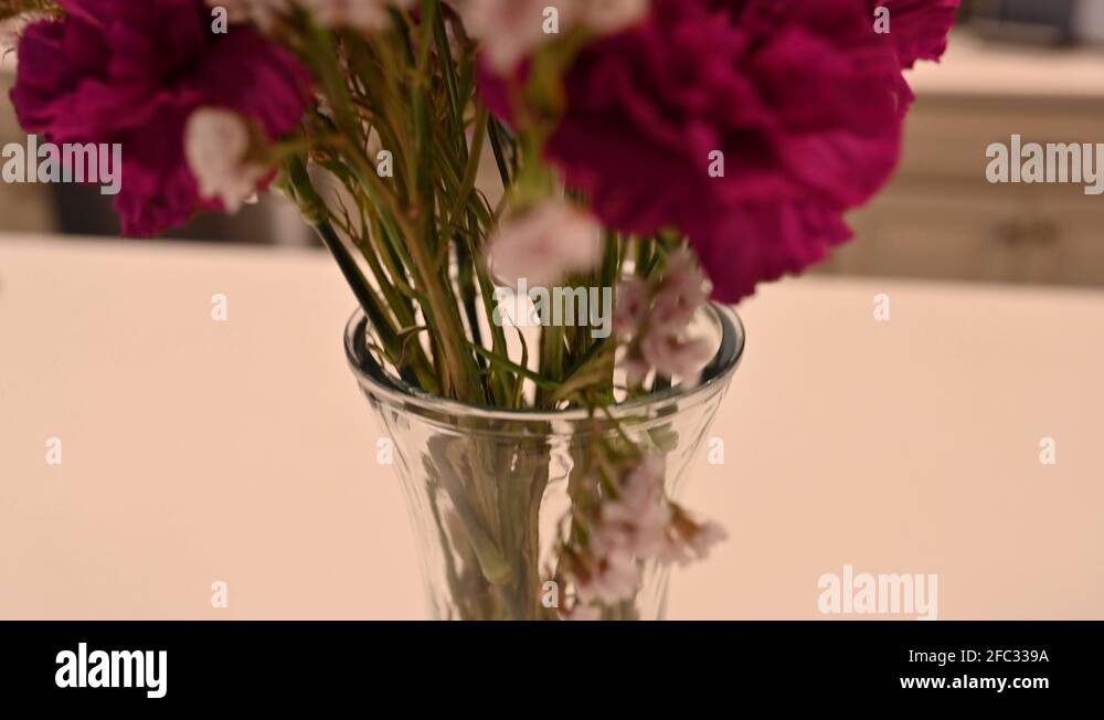 Carnation vase Stock Videos & Footage - HD and 4K Video Clips - Alamy